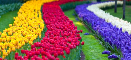 Parque Keukenhof - Entradas, horarios e información útil