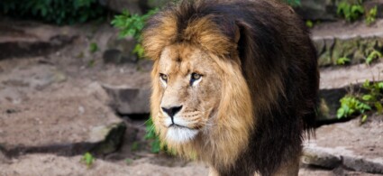 Zoo Artis de Ámsterdam - Entradas, horarios e información útil